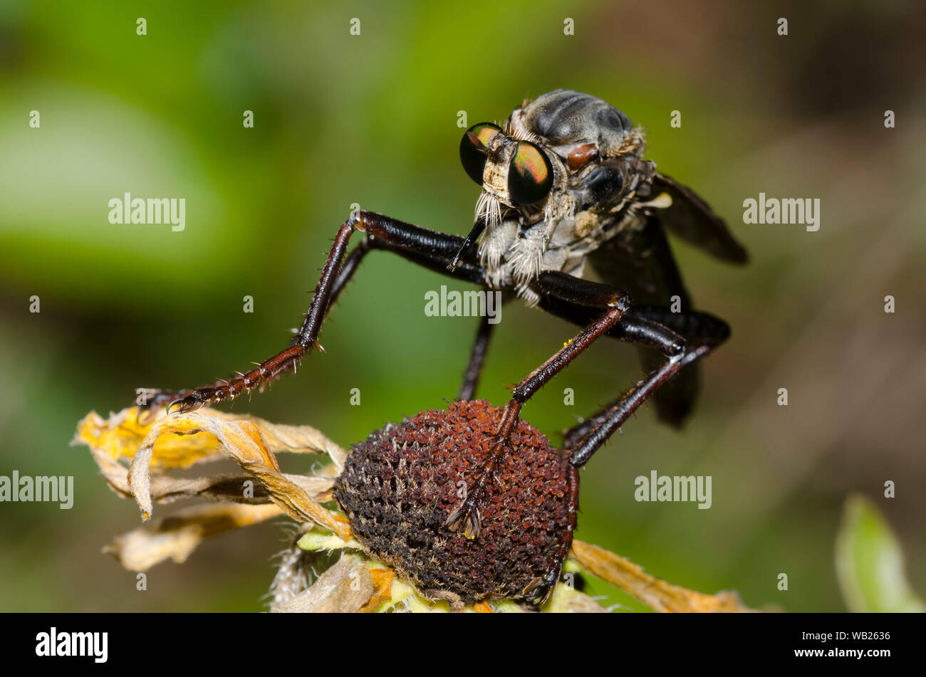 Robber female hi-res stock photography and images - Alamy