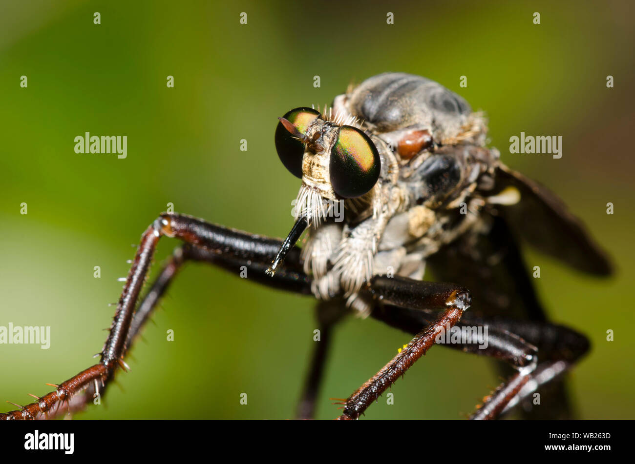 Microstylum morosum hi-res stock photography and images - Alamy