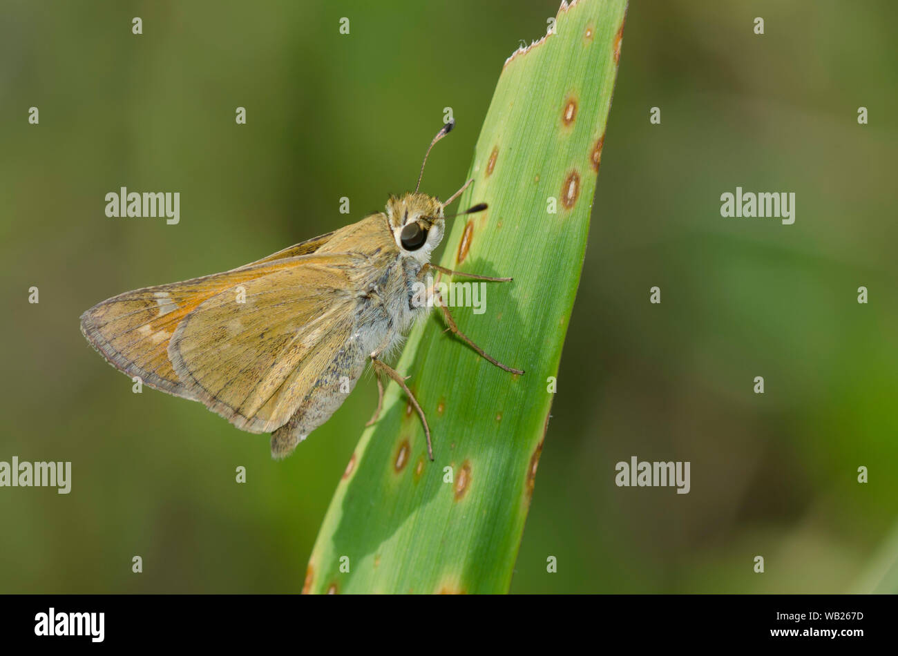 Sachem hi-res stock photography and images - Alamy