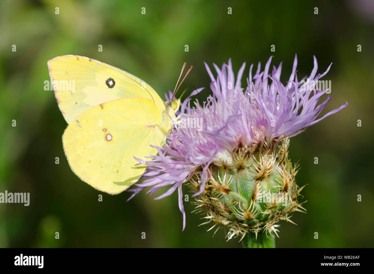 Southern Dogface, Zerene cesonia, nectaring on American Star-thistle ...