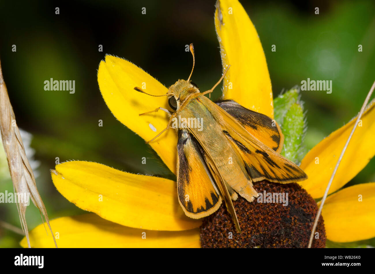 Susan skipper hi-res stock photography and images - Alamy