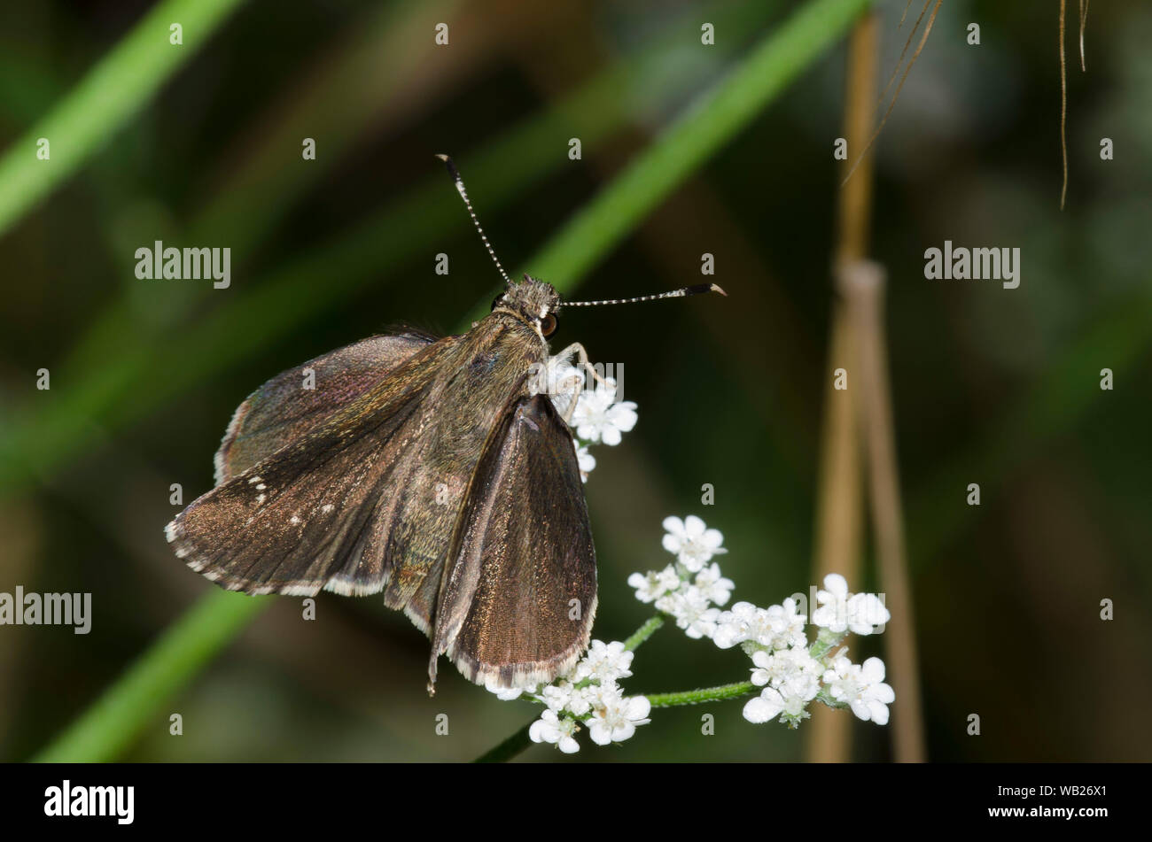 Roadside gathering hi-res stock photography and images - Alamy