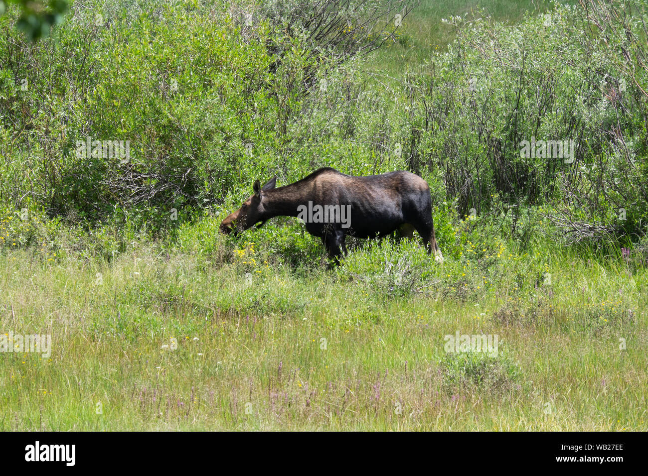 Female eating leaves hi-res stock photography and images - Alamy