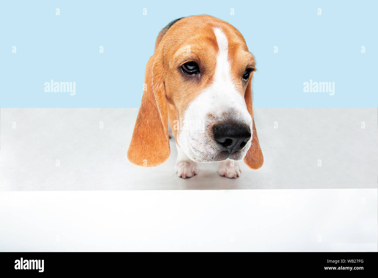 Beagle tricolor puppy is posing. Cute white-braun-black doggy or pet is ...