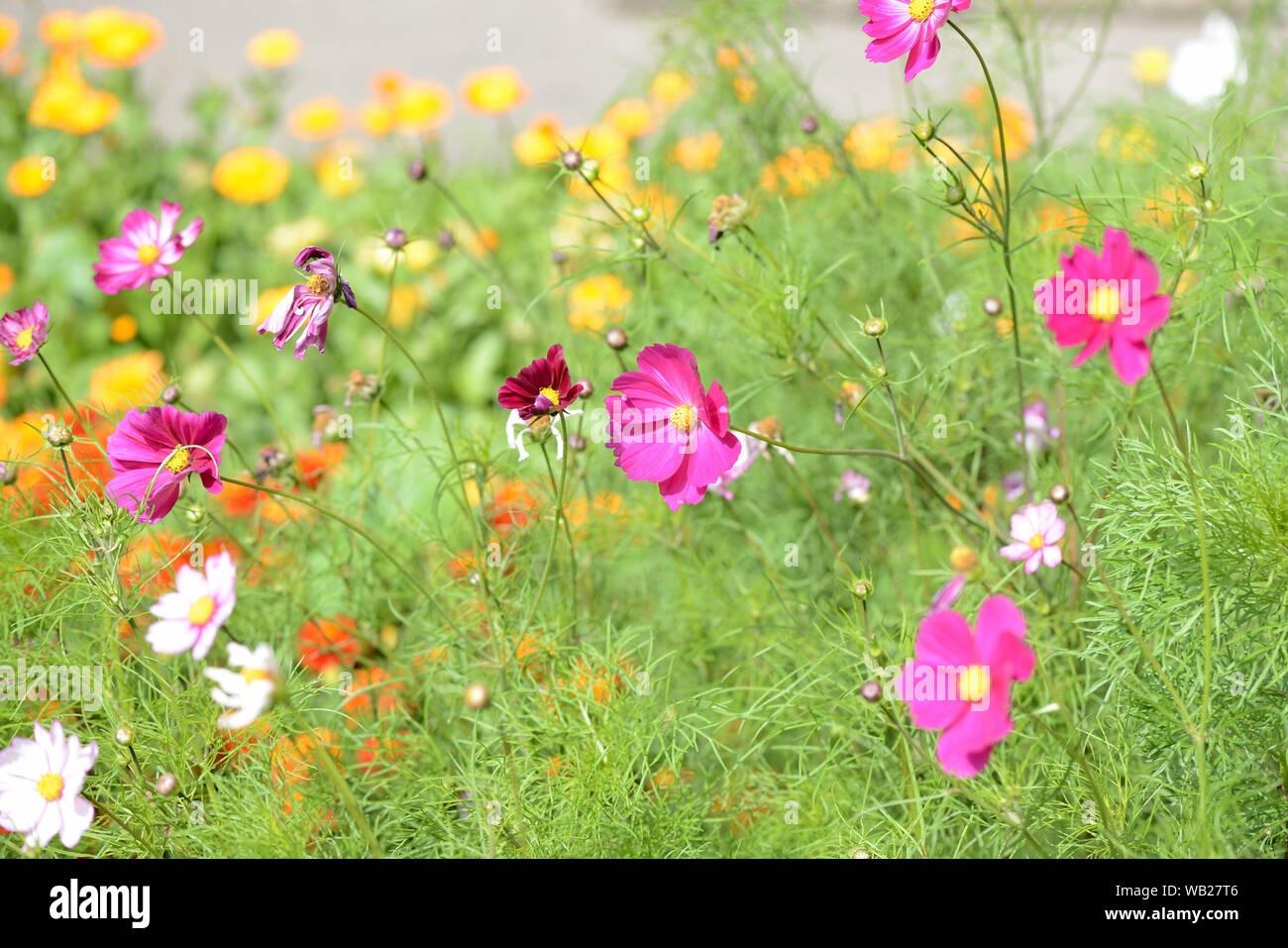 Beautiful cosmos flowers bloom in the garden on a sunny summer day ...