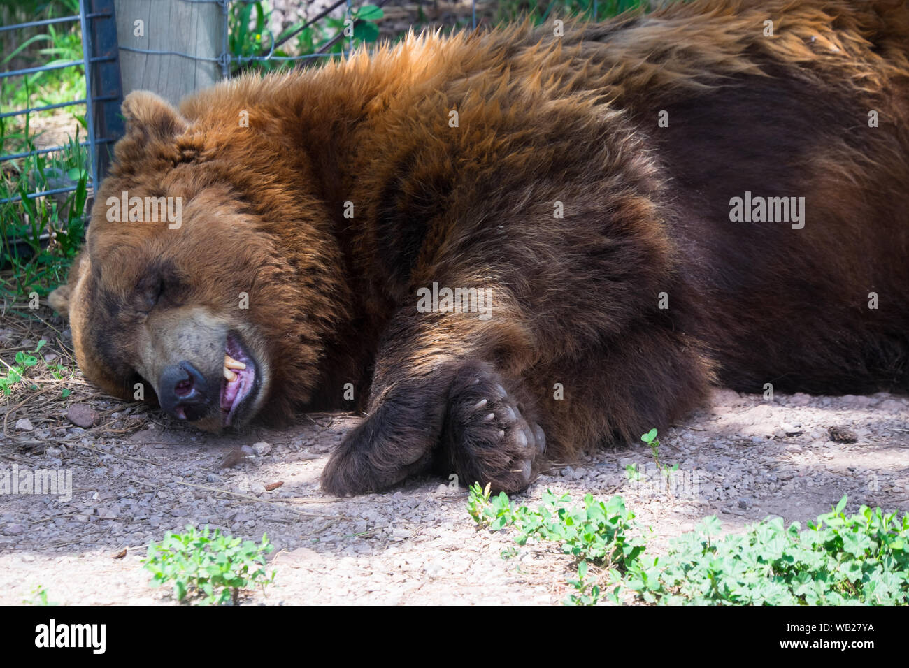 Sleeping Captive Bear Stock Photo - Alamy