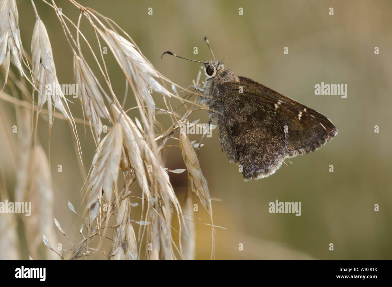 Outis hi-res stock photography and images - Alamy