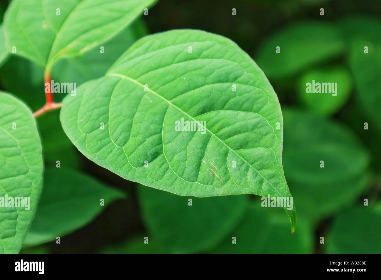 Giant Green Leaf Stock Photo - Alamy
