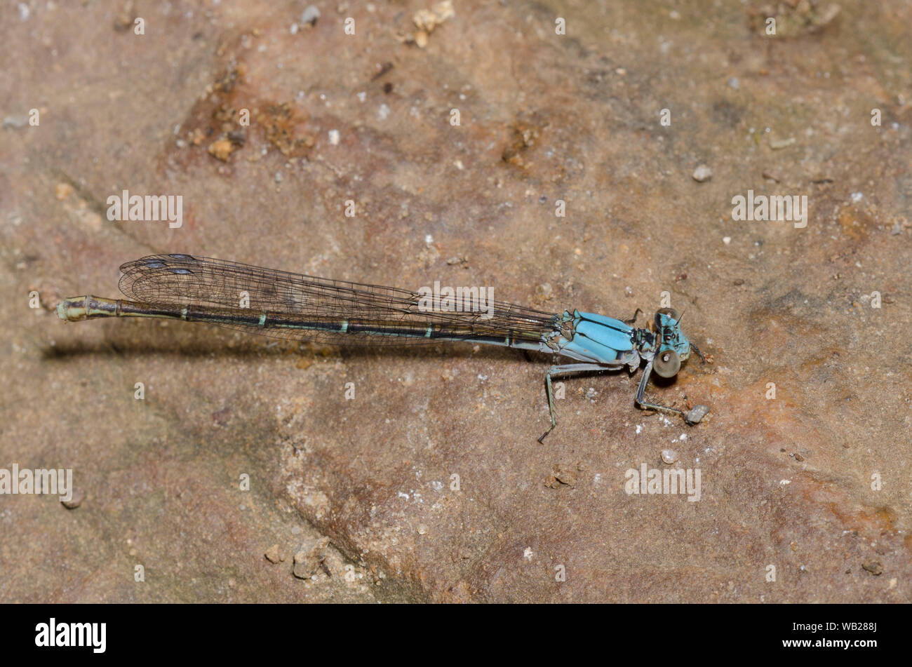 Blue-fronted Dancer, Argia apicalis, female Stock Photo - Alamy