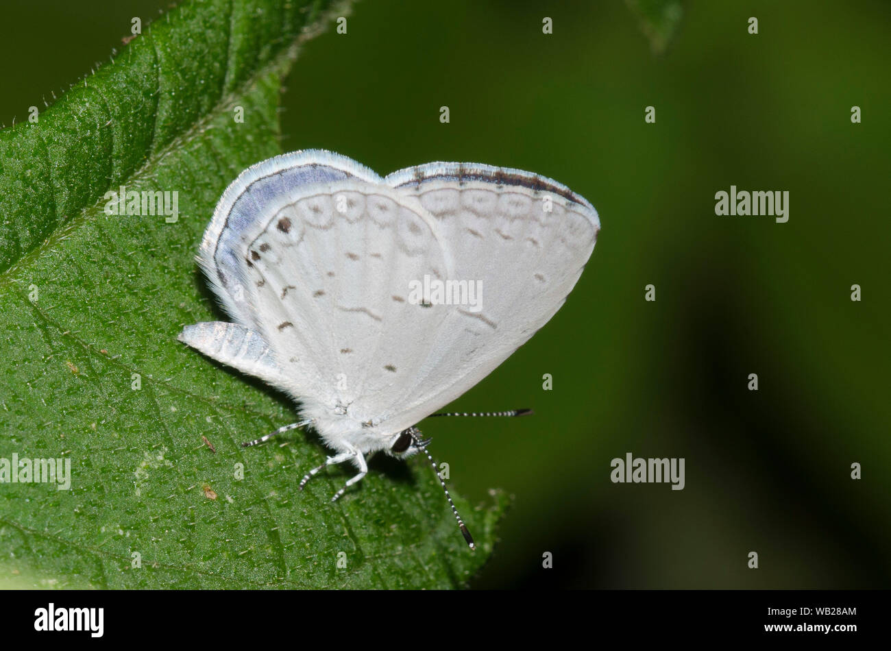 Summer Azure, Celastrina neglecta Stock Photo - Alamy
