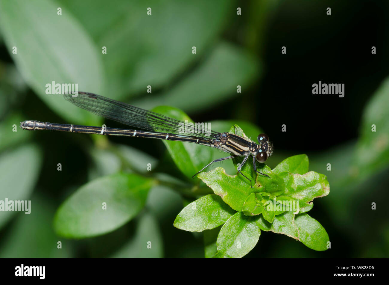 Dusky dancer hi-res stock photography and images - Alamy
