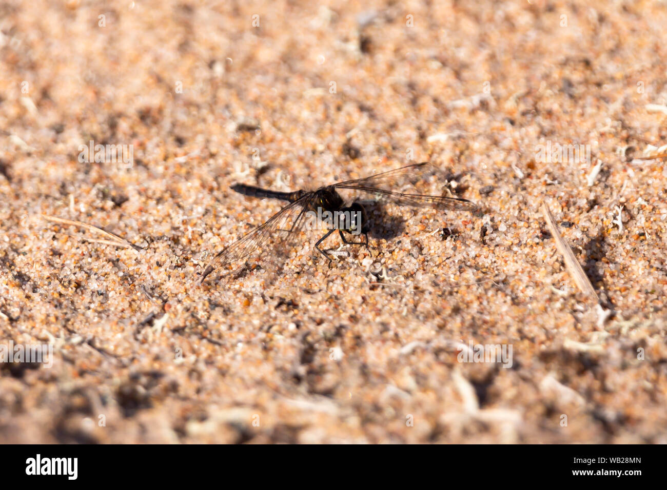 Otsima hi-res stock photography and images - Alamy