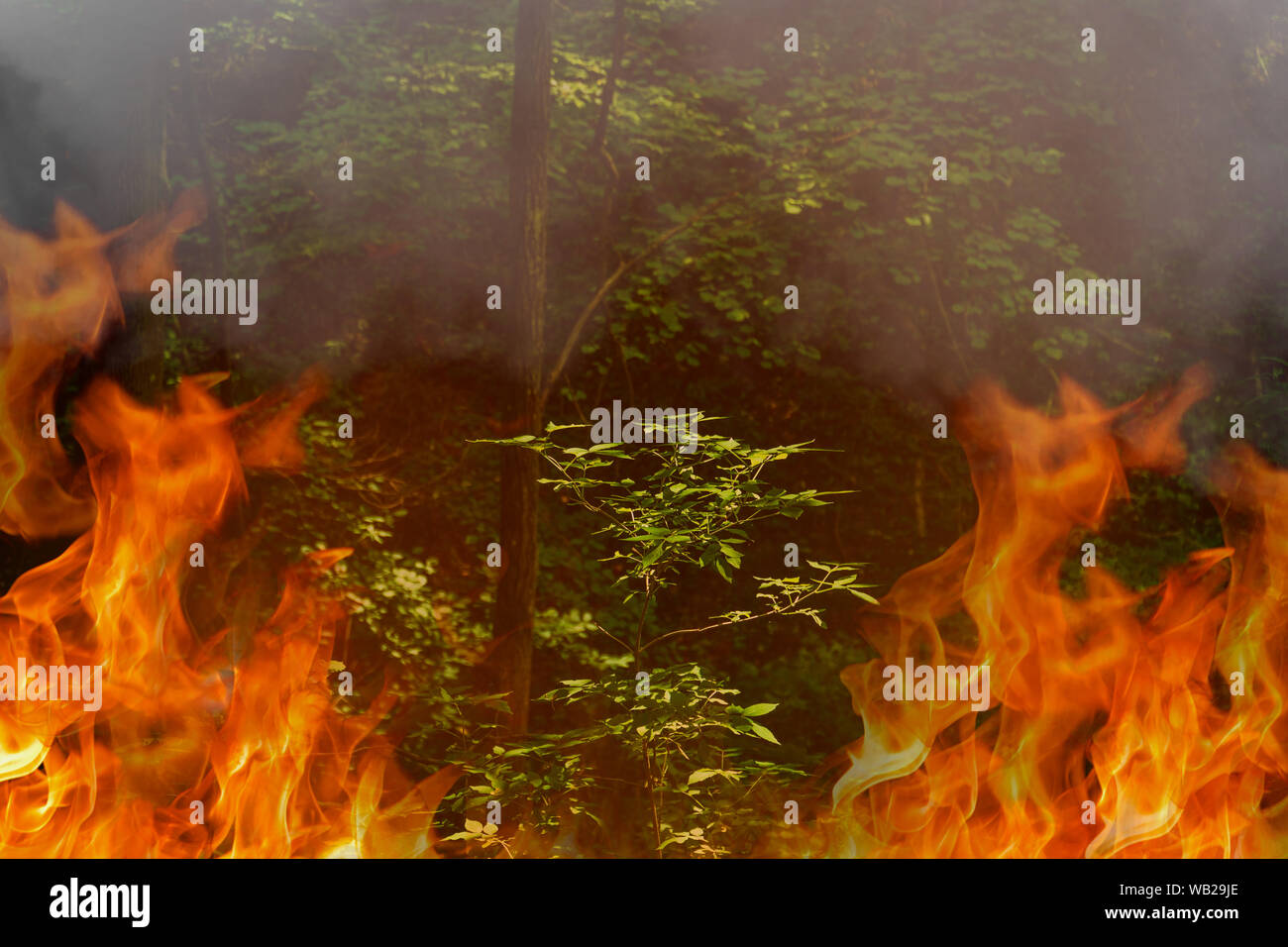 Forest fire digital composite - amazon tragedy concept Stock Photo - Alamy