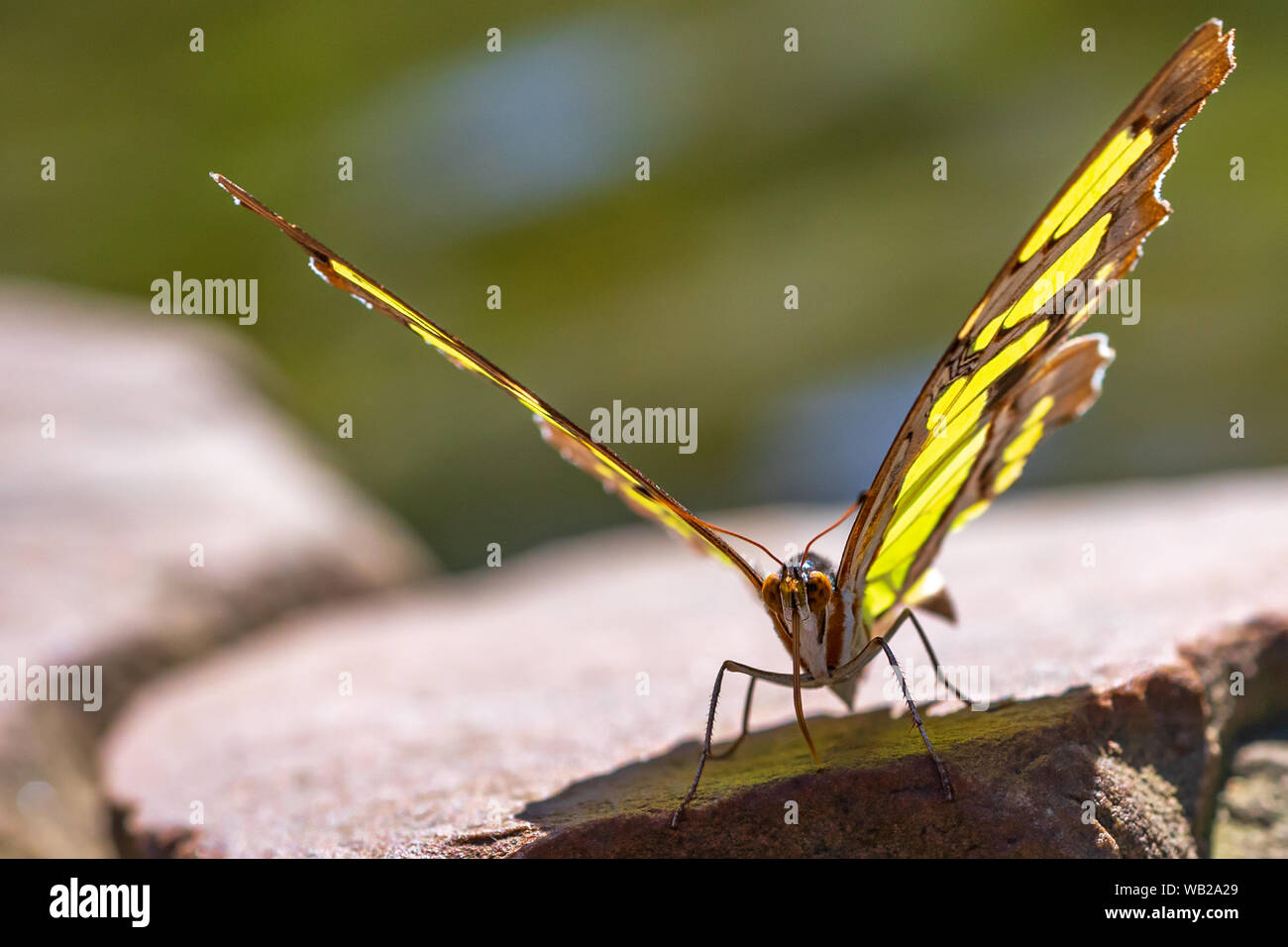 A macro view of the face of an Anise Swallowtail Stock Photo - Alamy