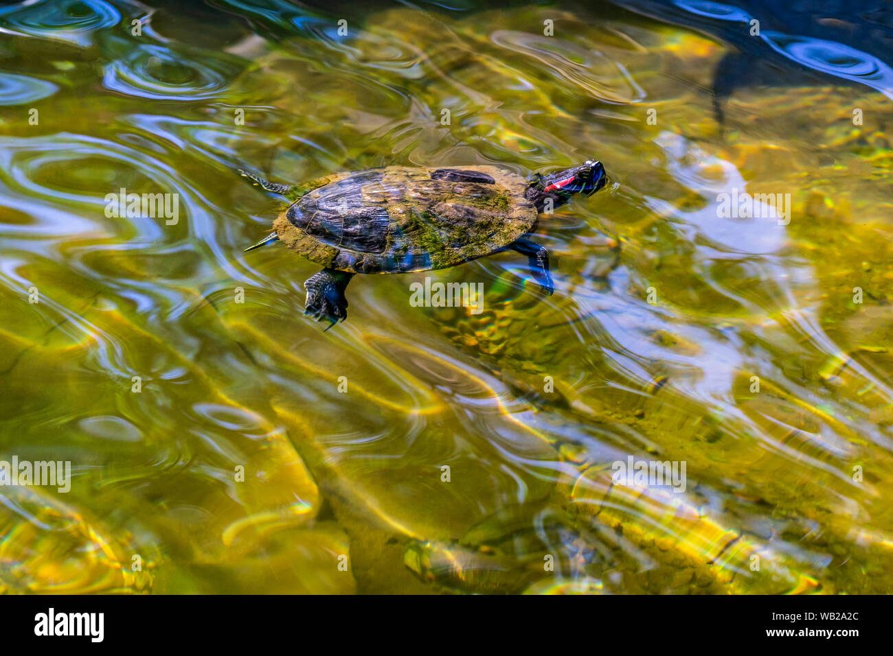 The sun creates different colors and swirls of light on the pool as a ...