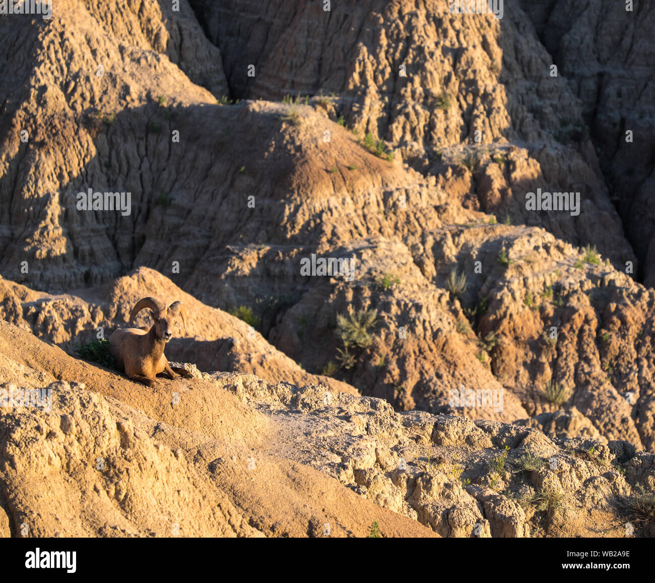 Big Horn Sheep Badlands National Park South Dakota USA Stock Photo - Alamy