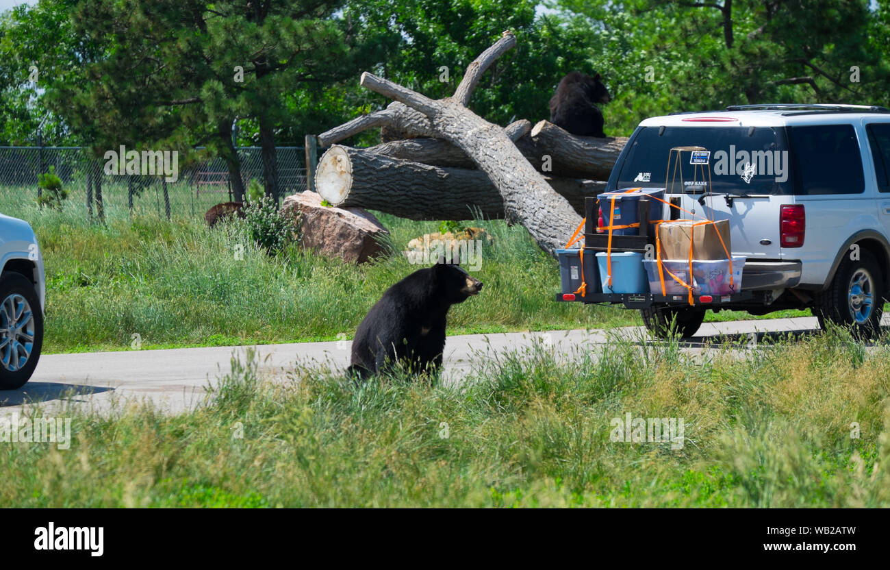Captive bear in a wildlife drive thru Stock Photo - Alamy