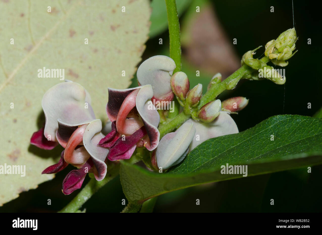 Groundnut hi-res stock photography and images - Alamy