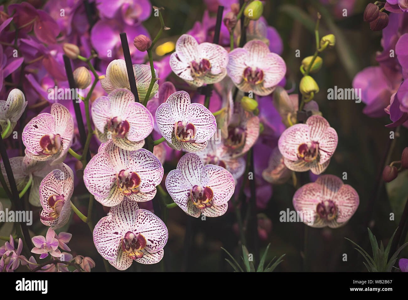 Dendrobium pink orchid,close up and background Stock Photo - Alamy