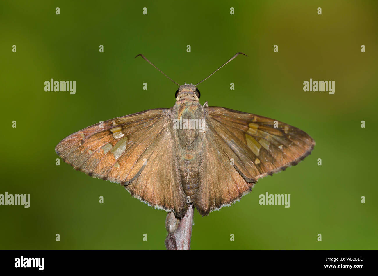 Hoary edge hi-res stock photography and images - Alamy