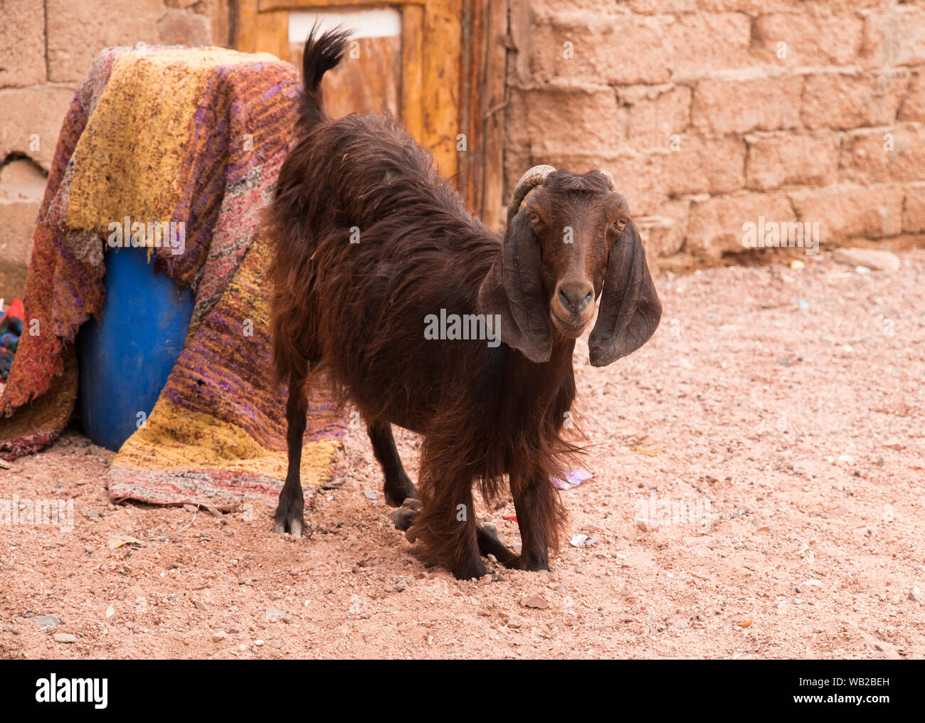 Long eared goat hi-res stock photography and images - Alamy