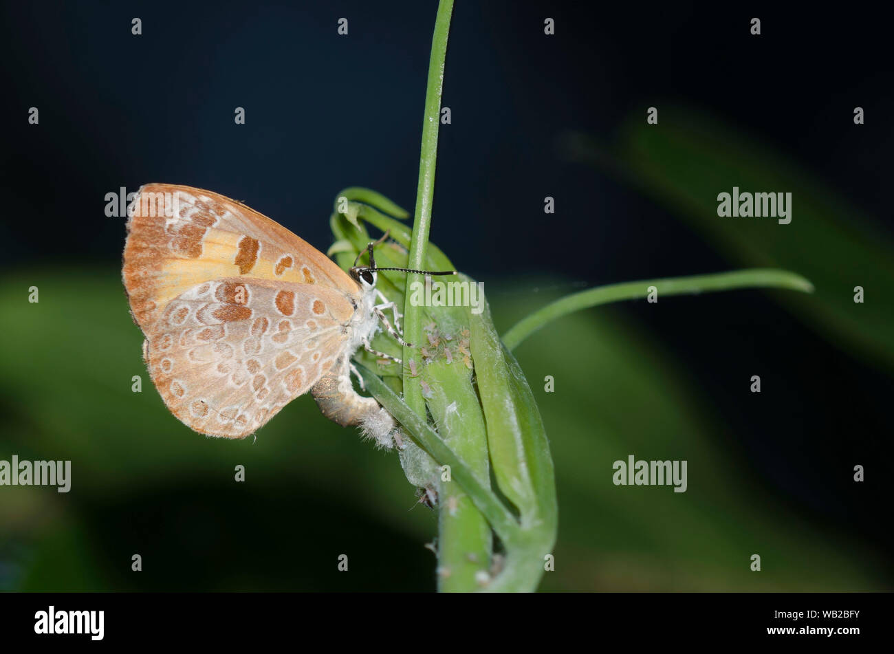 Female harvester on hi-res stock photography and images - Alamy