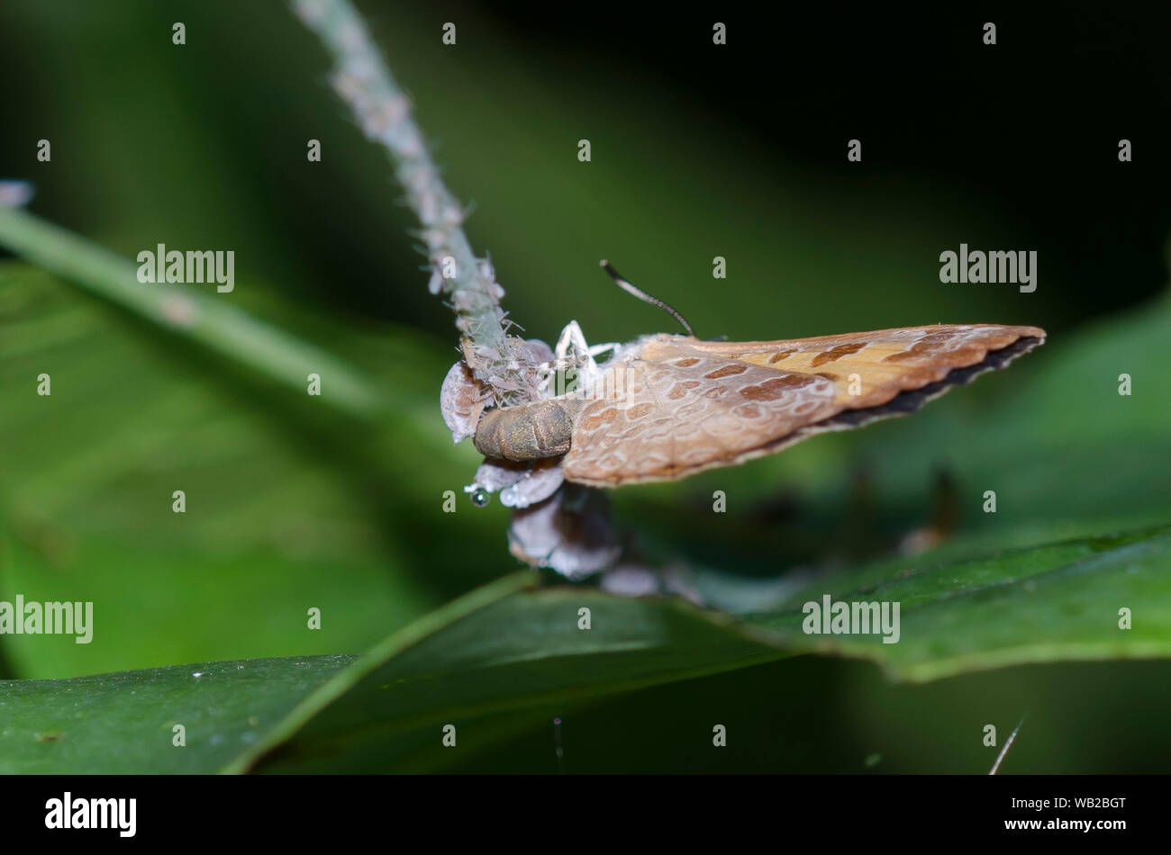Harvester, Feniseca tarquinius, female ovipositing in Woolly Maple ...
