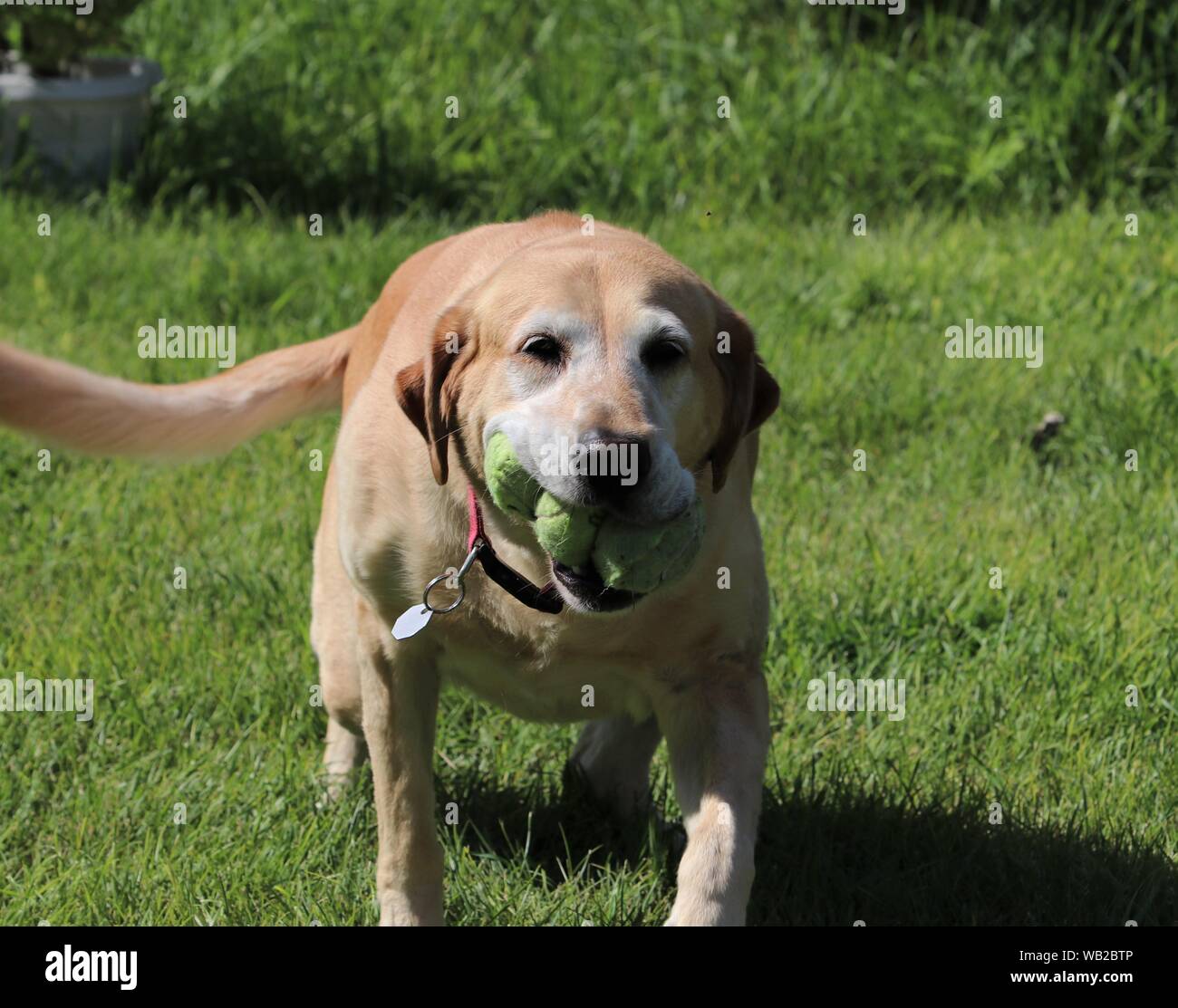Dog with a mouthful of balls Stock Photo - Alamy
