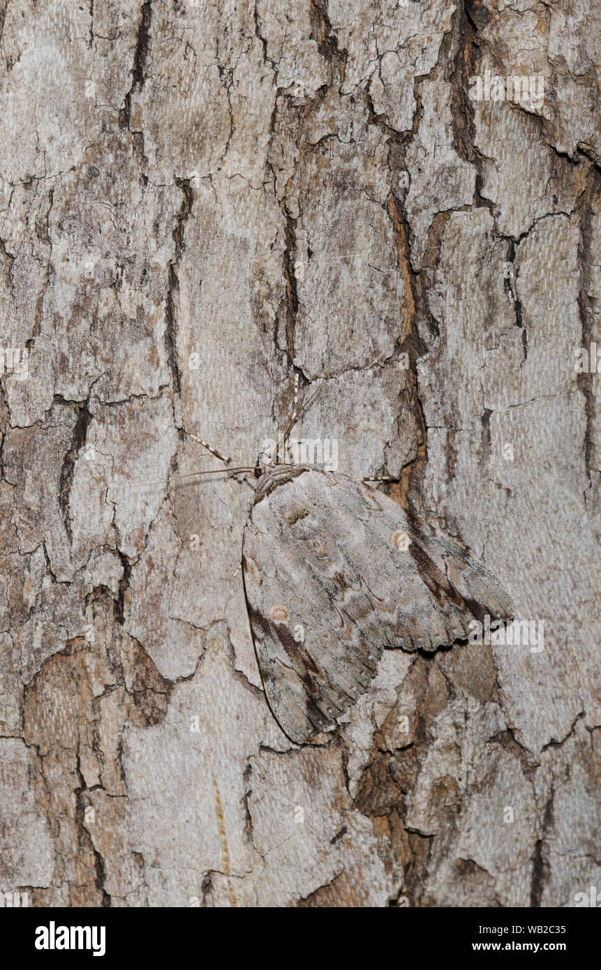 Underwing moth catocala sp hi-res stock photography and images - Alamy