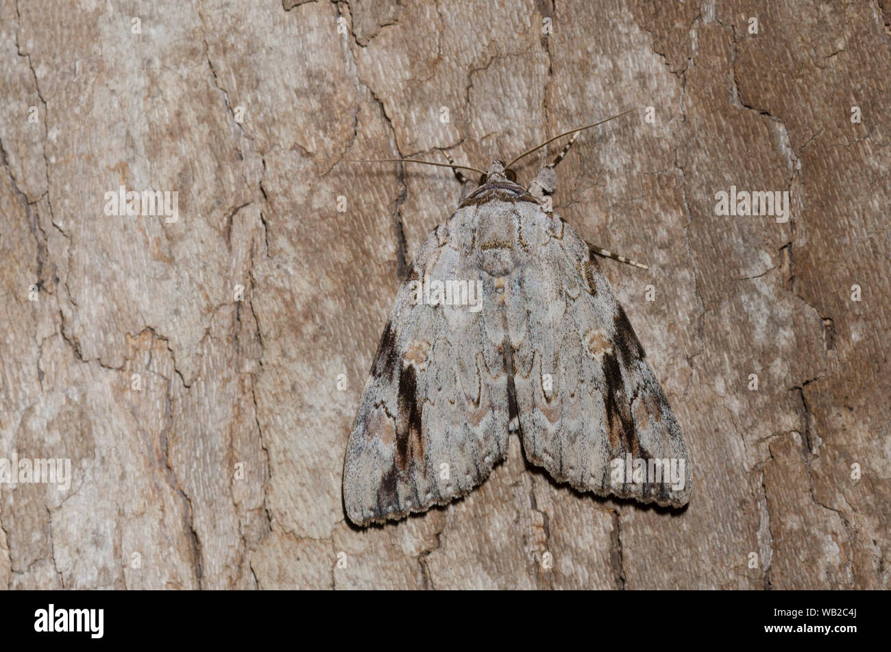 Underwing moth catocala sp hi-res stock photography and images - Alamy