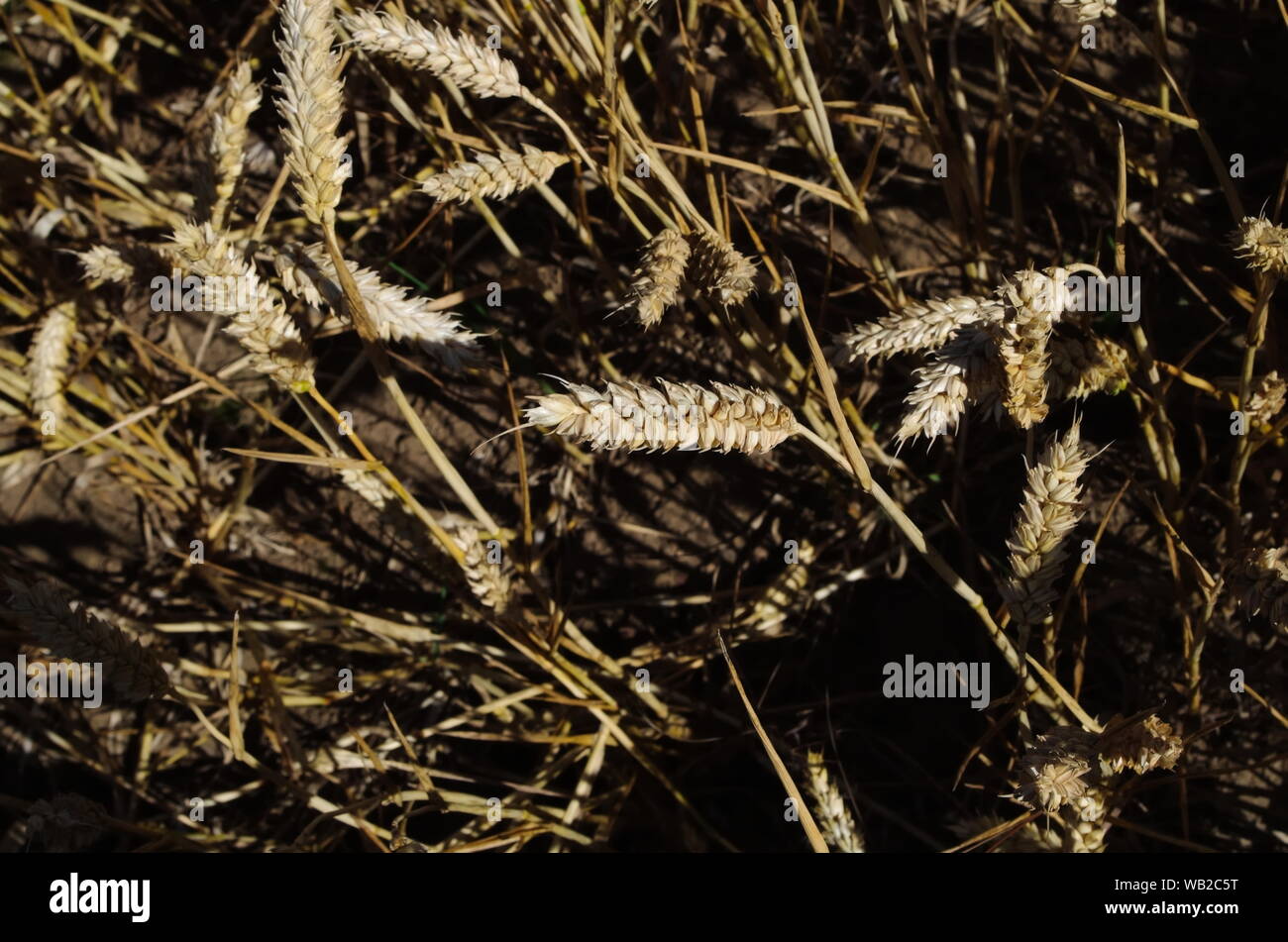 Wheat field cereal ear grain crops hi-res stock photography and images ...