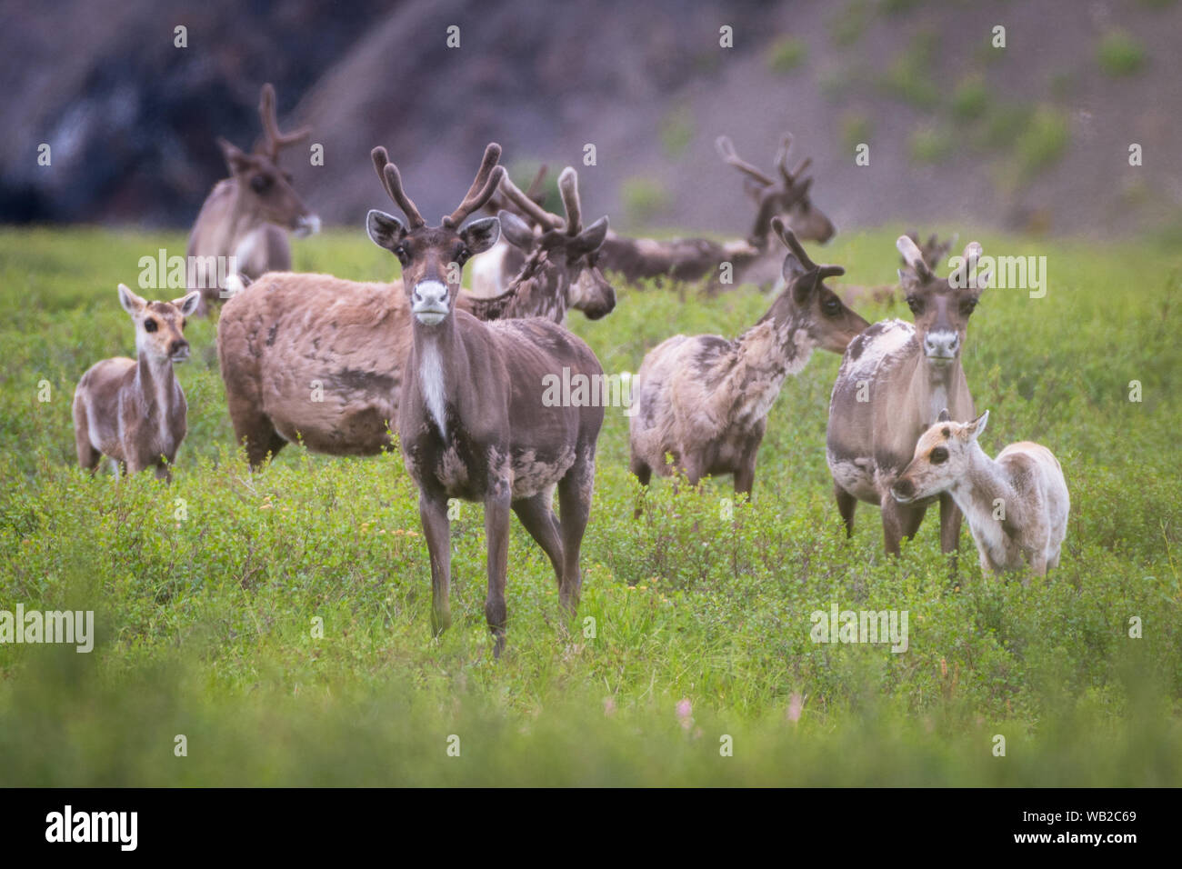 Porcupine caribou hi-res stock photography and images - Alamy