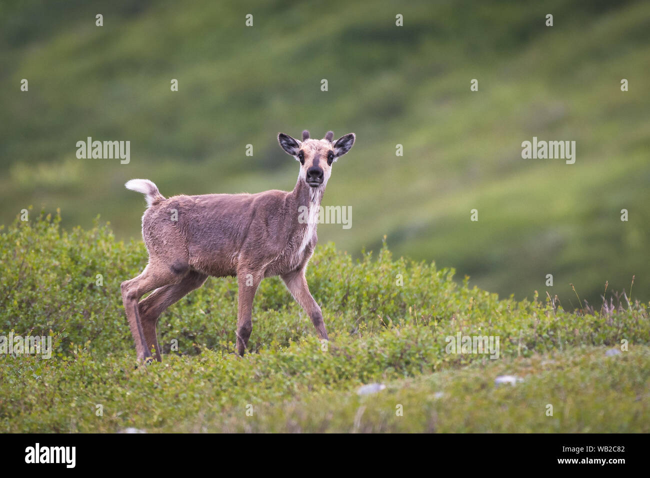 Yukon, Canada - July 22, 2016: The Porcupine Caribou herd summer ...
