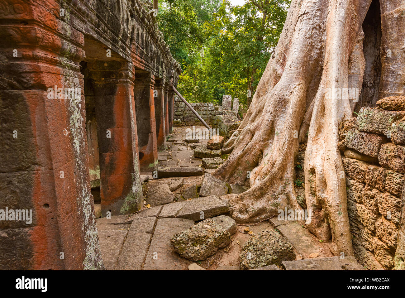 Tetrameles nudiflora is the famous spung tree growing in the Ta Prohm ...