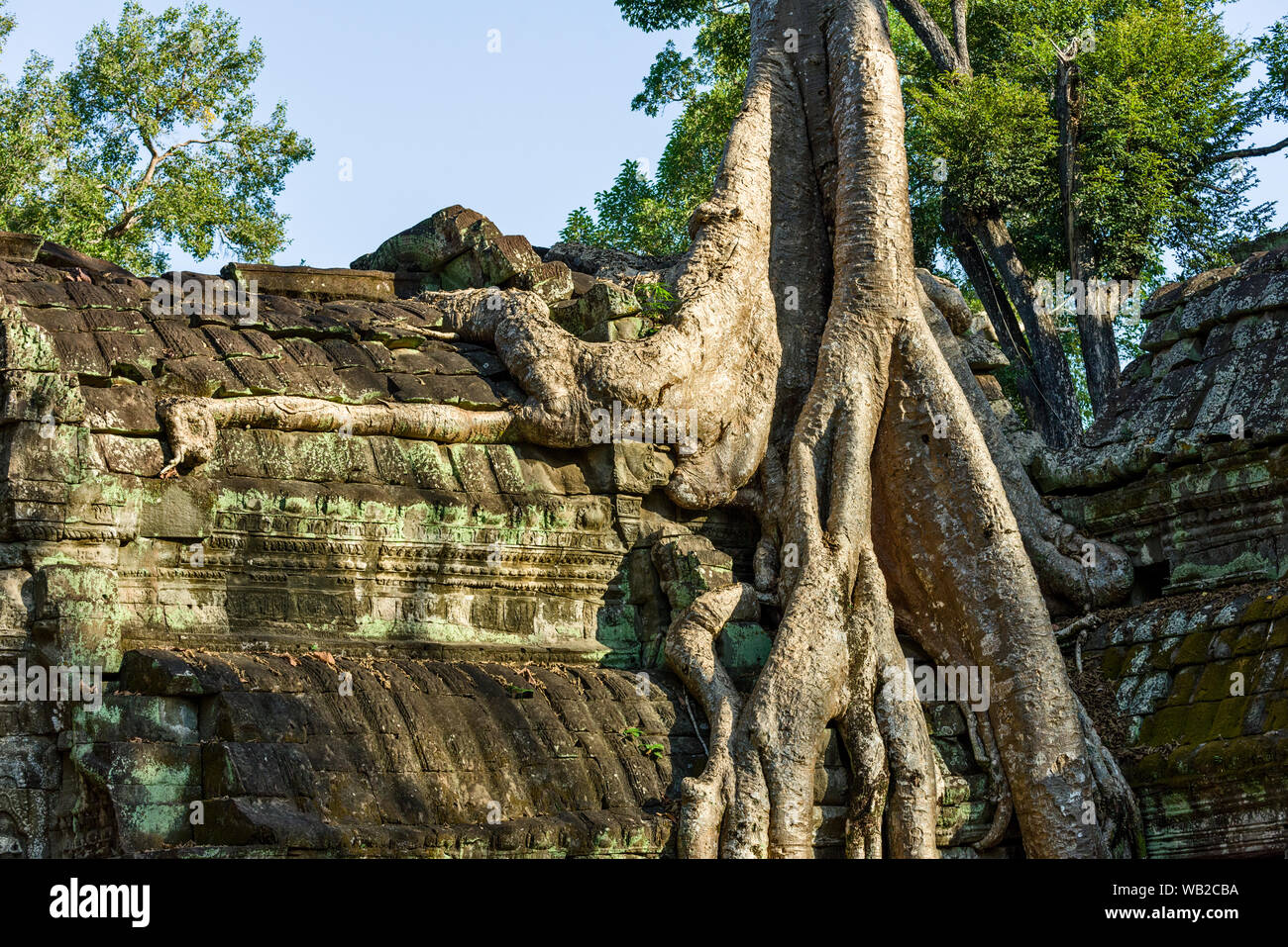 Tetrameles nudiflora is the famous spung tree growing in the Ta Prohm ...