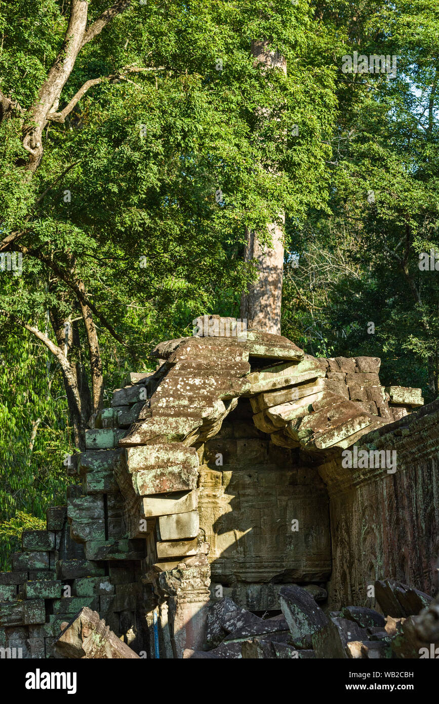 Tree Roots Over Rock High Resolution Stock Photography and Images - Alamy