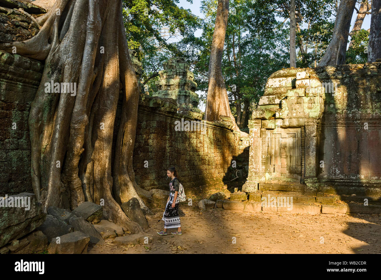 Tetrameles nudiflora is the famous spung tree growing in the Ta Prohm ...