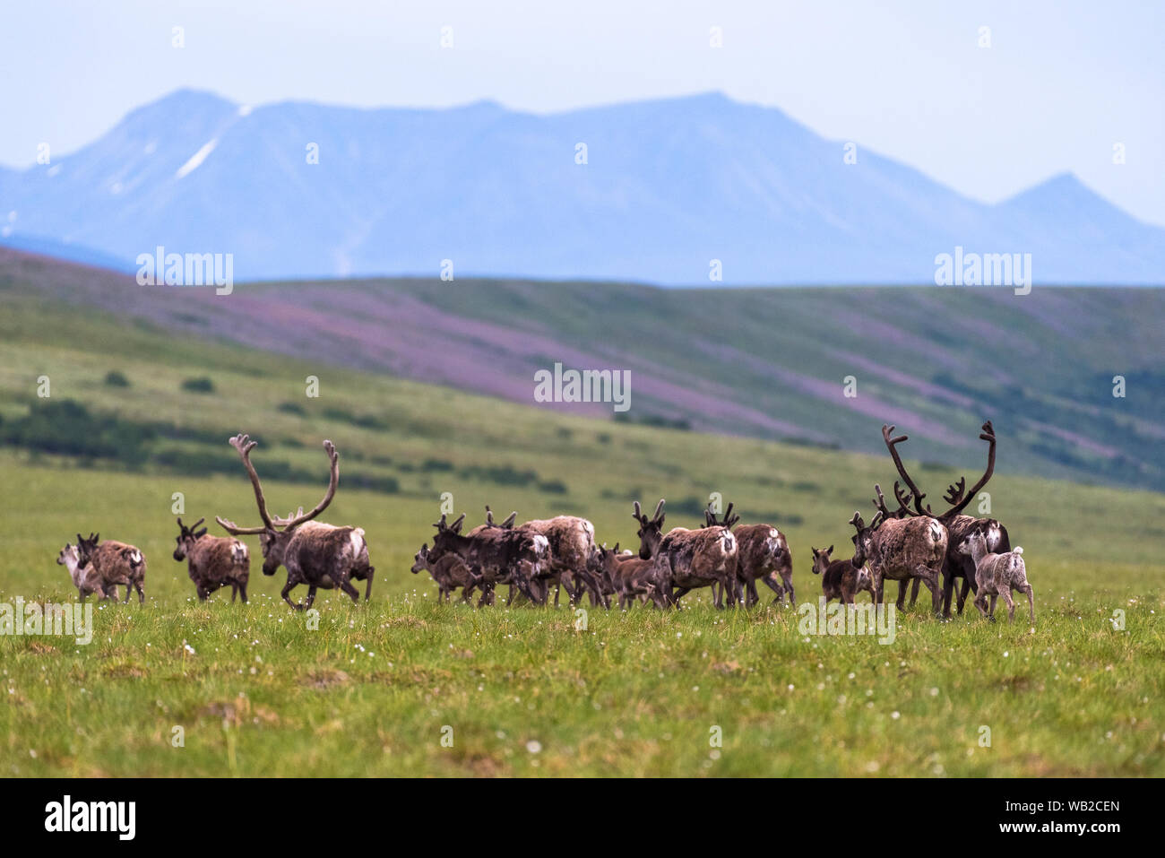 Porcupine Caribou Anwr