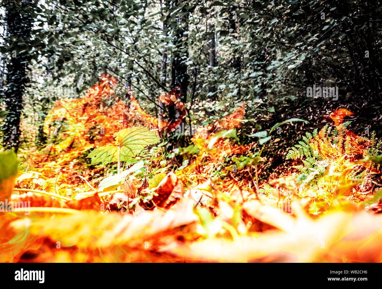 Raging and dangerous tropical forest fire - digital composite Stock ...