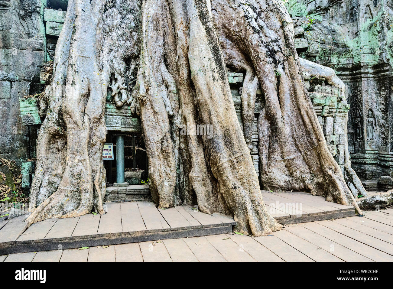 Spung tree hi-res stock photography and images - Alamy