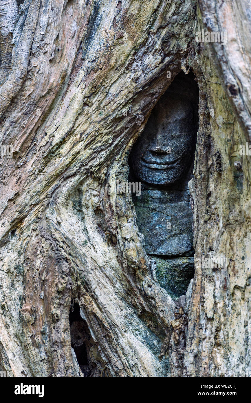 Giant tree hi-res stock photography and images - Alamy