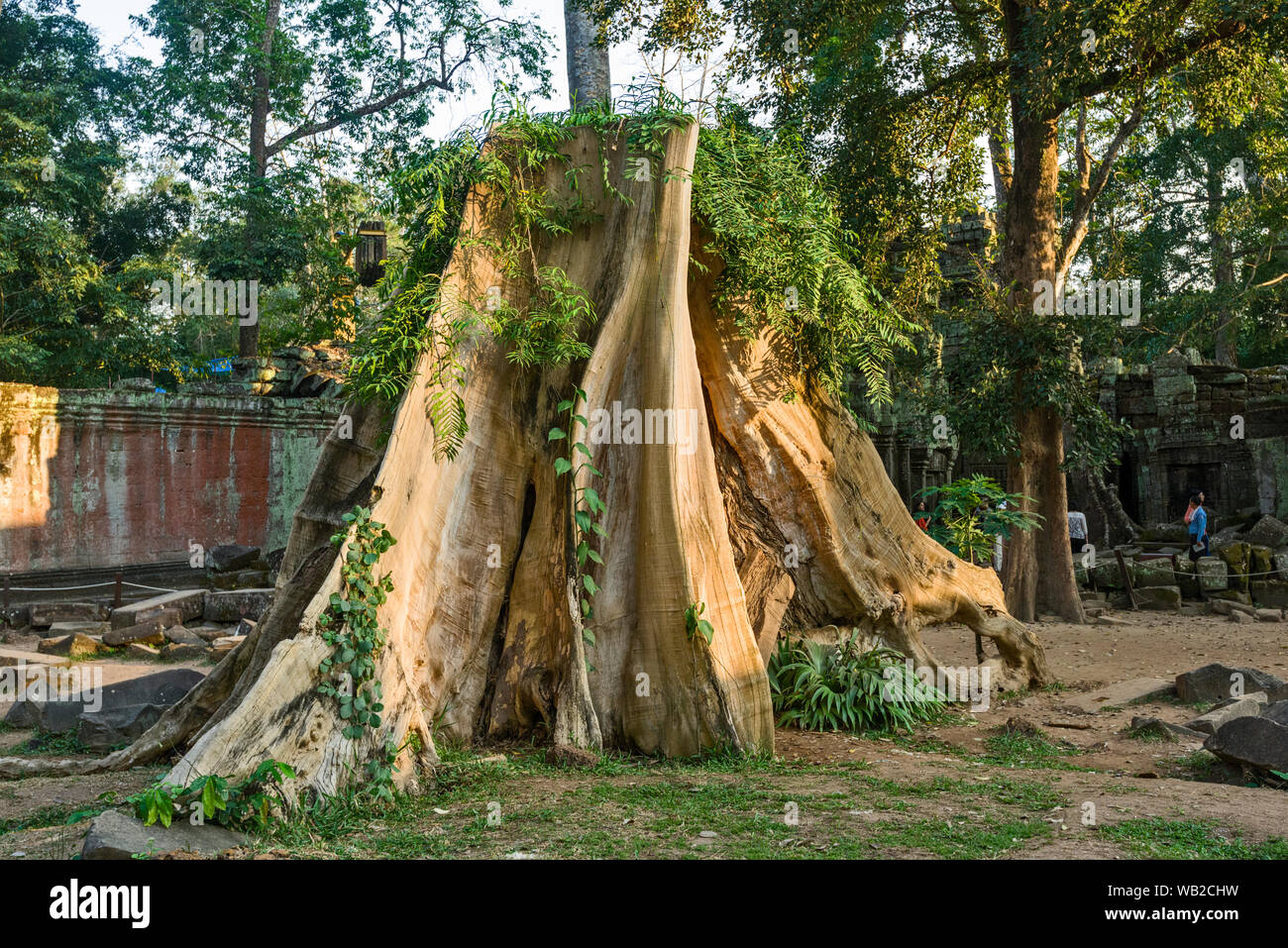 Tree Roots In Cambodian Temple High Resolution Stock Photography and ...