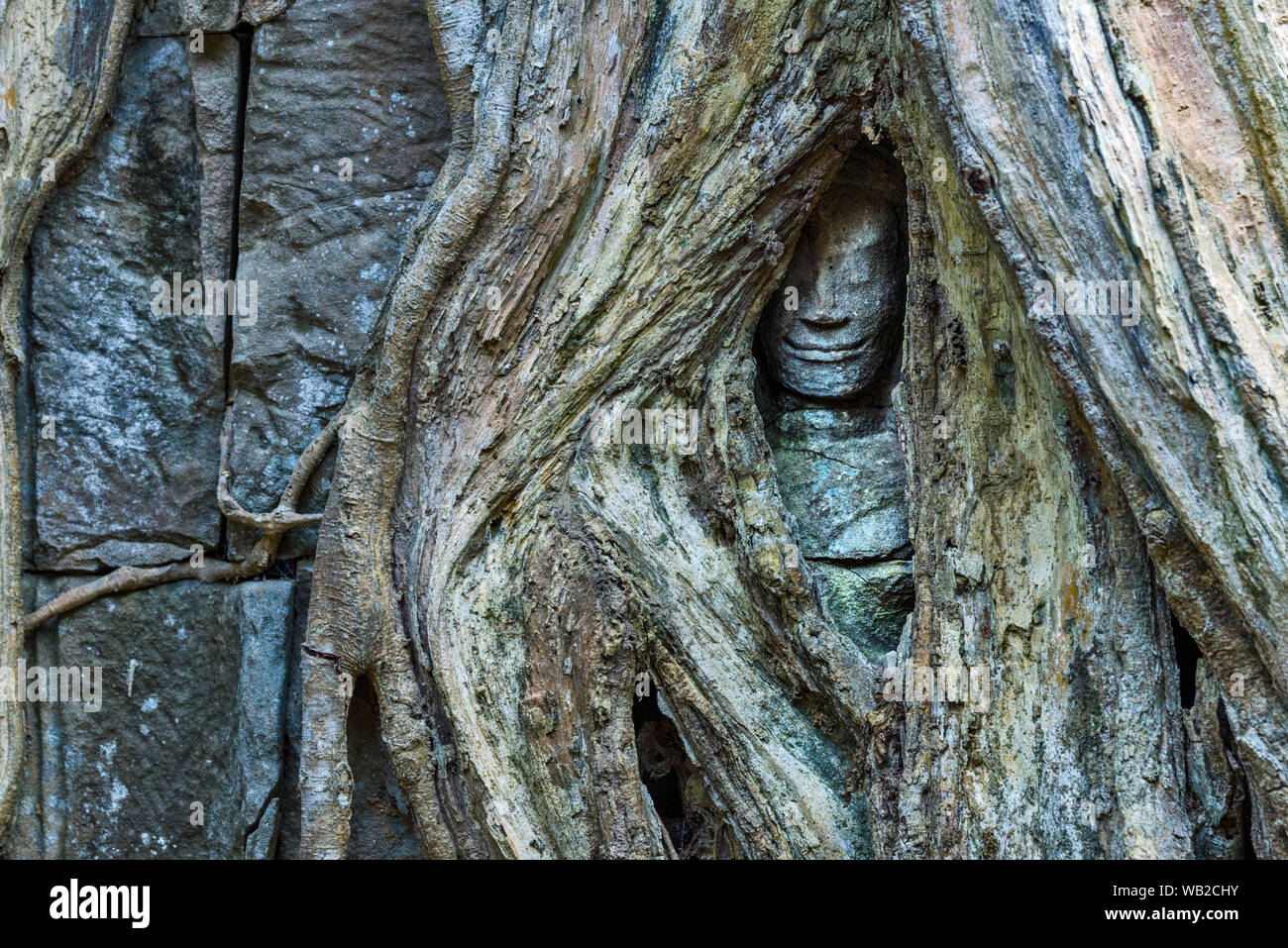 Hidden statue of a devata in the roots of a giant tree. the Devata are ...