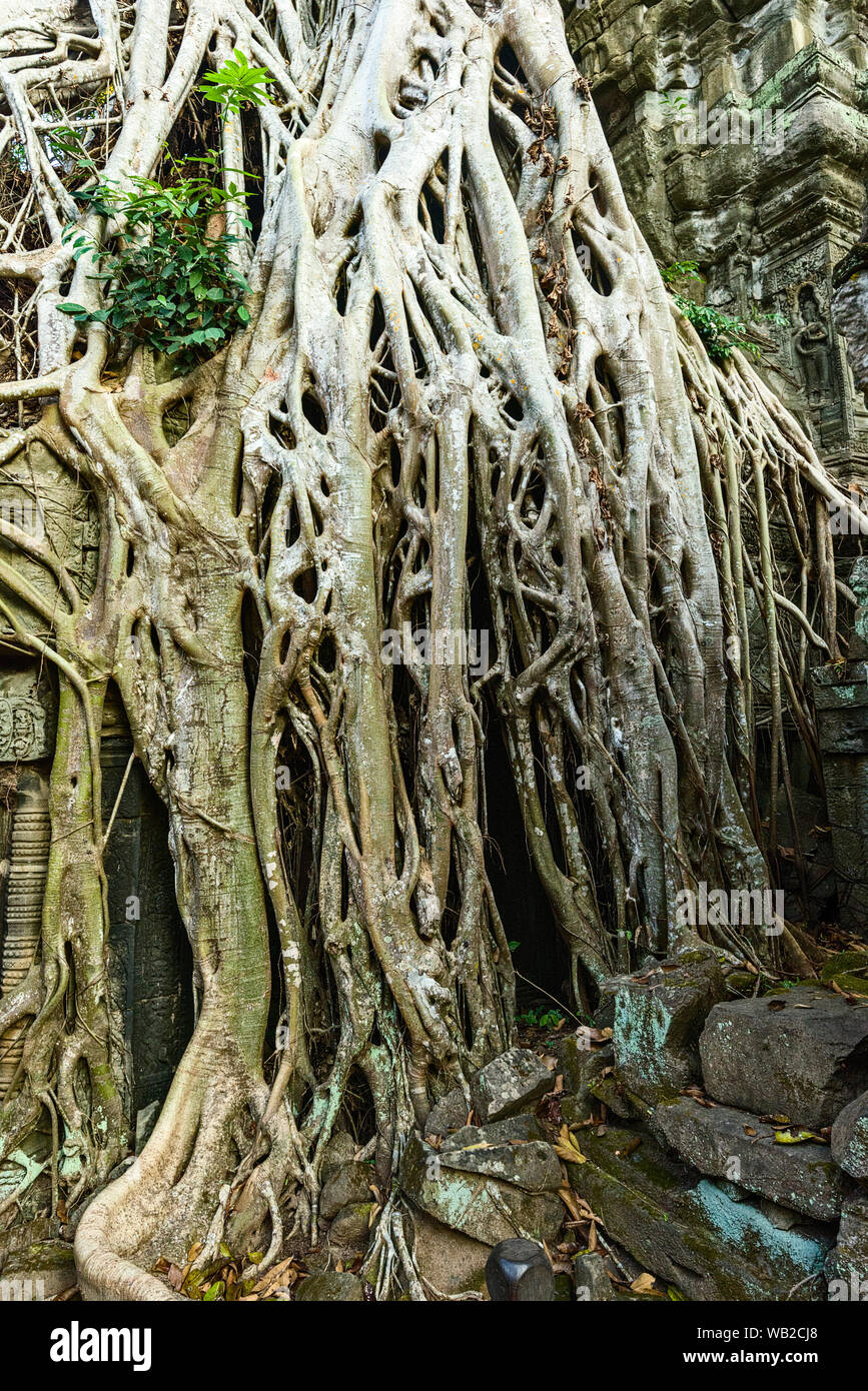 Roots over stone hi-res stock photography and images - Alamy
