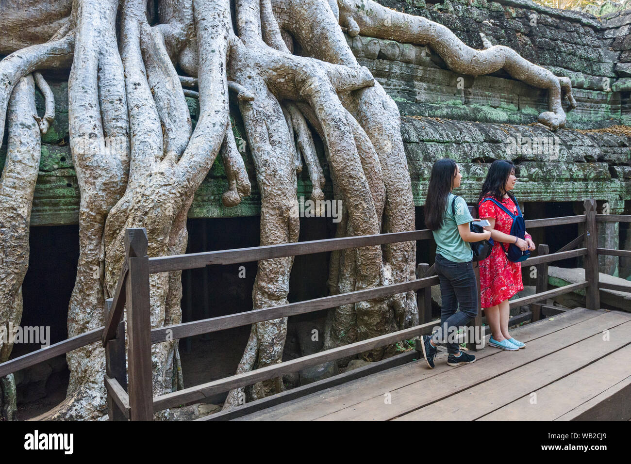 Tetrameles nudiflora is the famous spung tree growing in the Ta Prohm ...