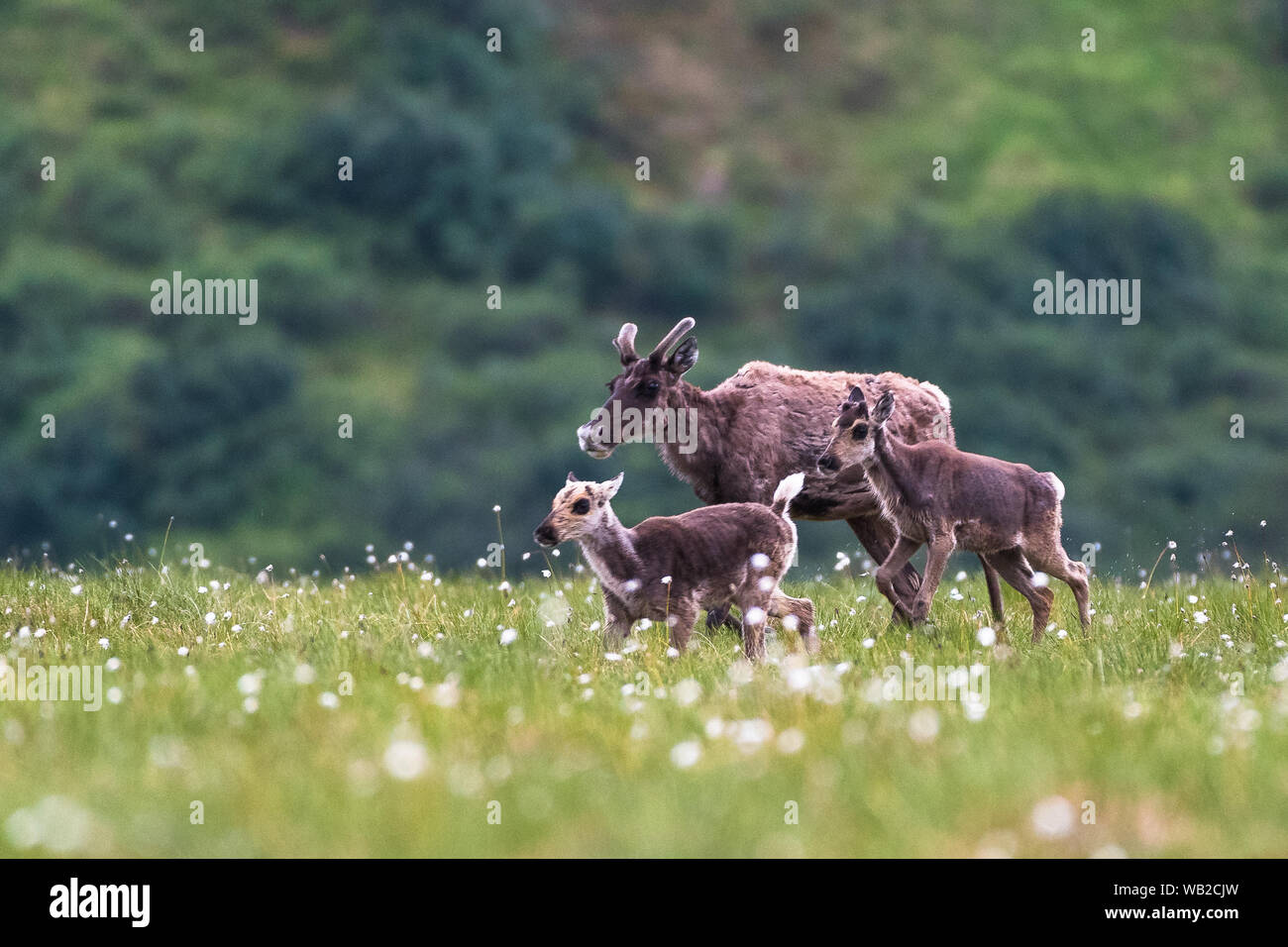 Newborn on calving grounds hi-res stock photography and images - Alamy