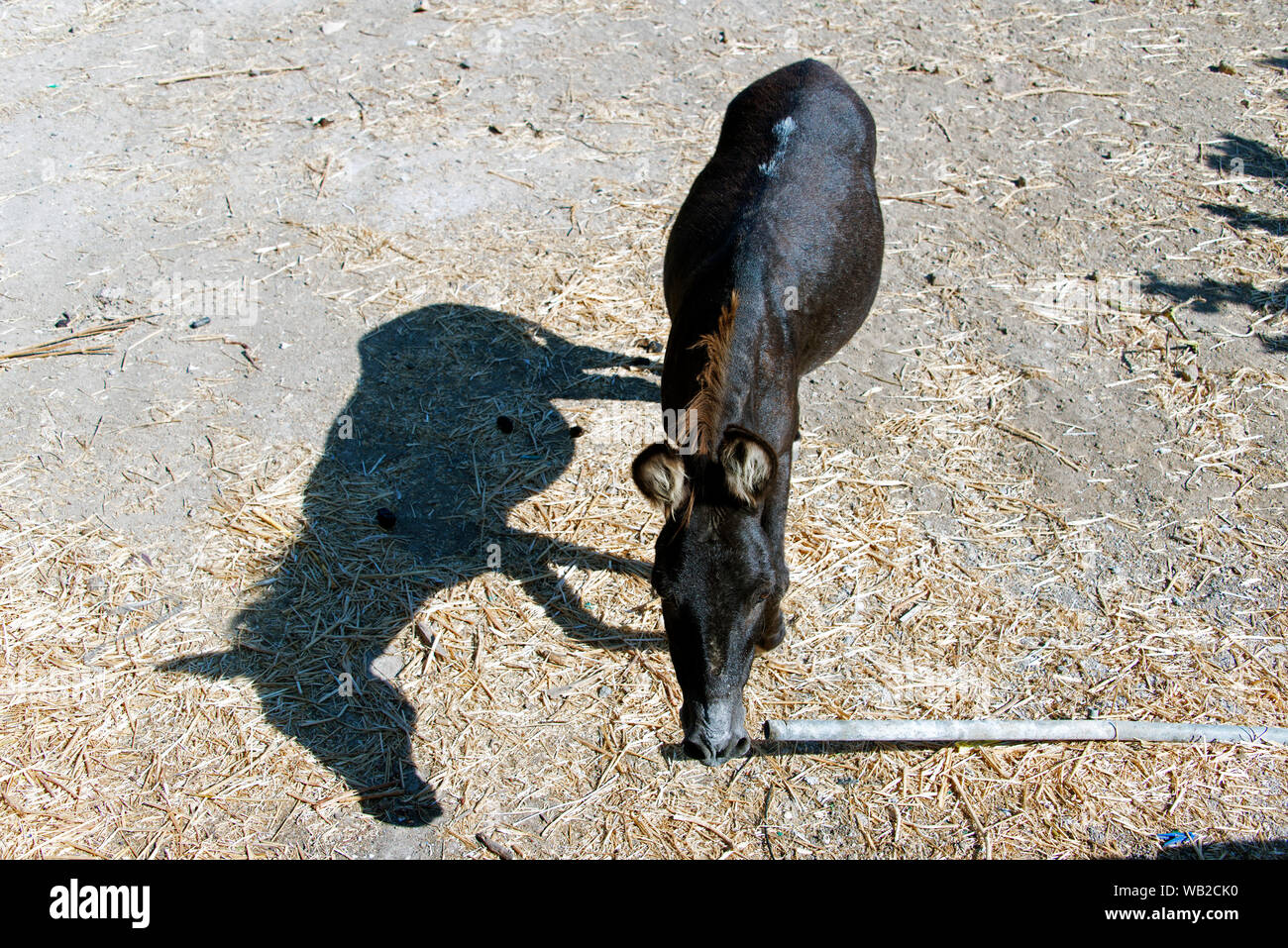 Donkey Shadow High Resolution Stock Photography and Images - Alamy