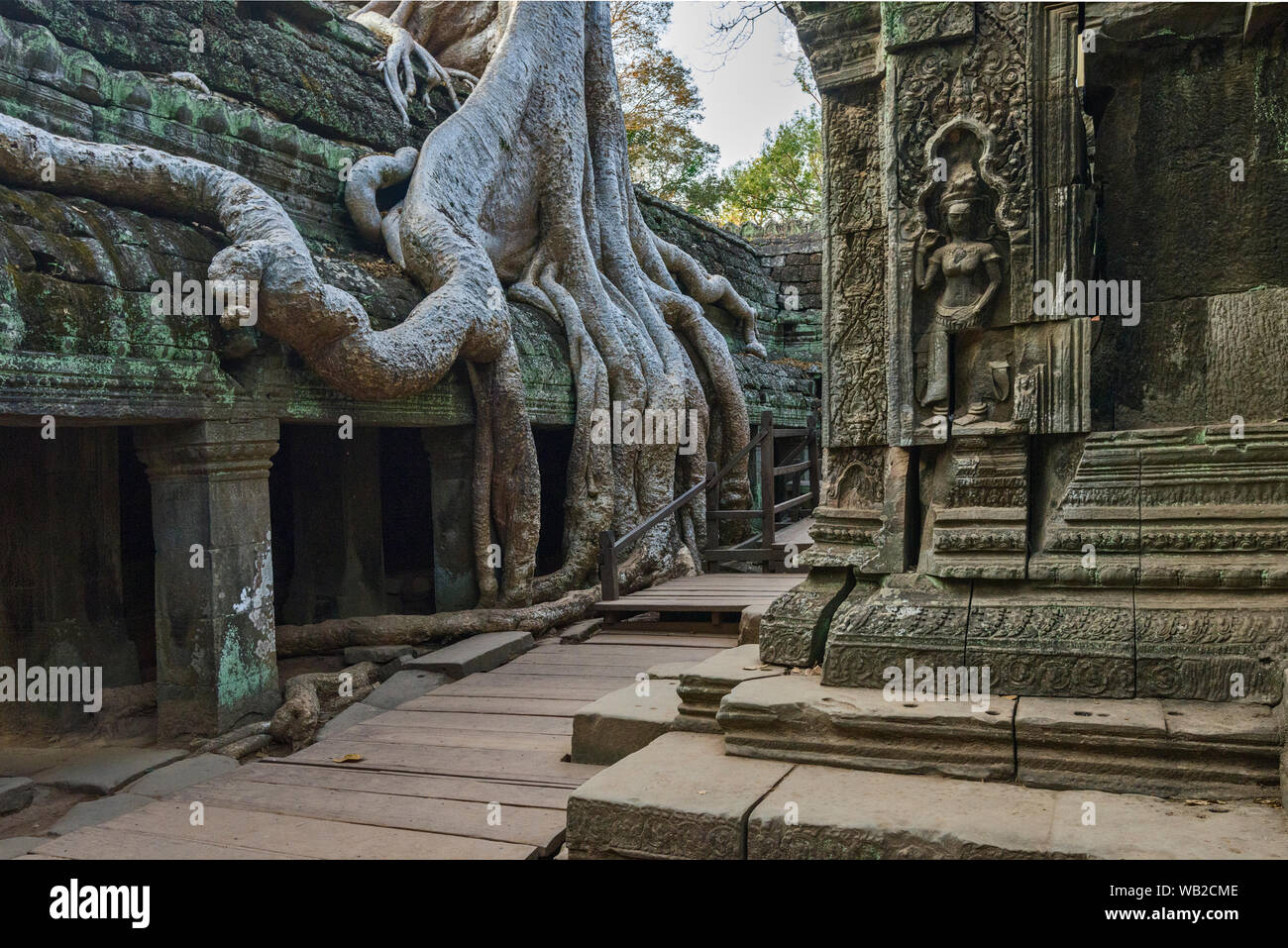 Tetrameles nudiflora is the famous spung tree growing in the Ta Prohm ...
