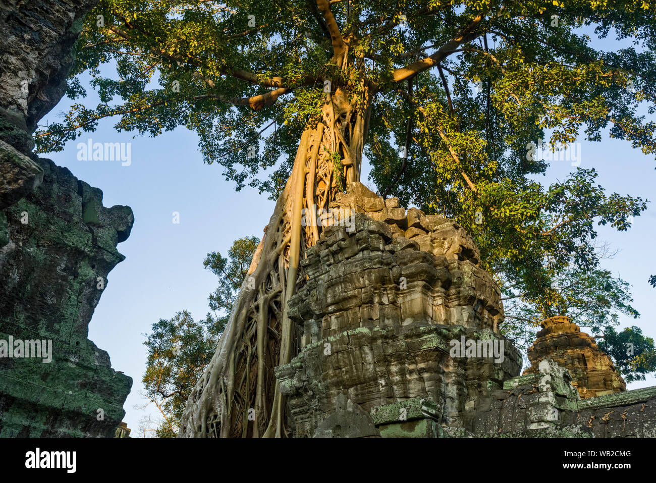 Tree Roots Over Rock High Resolution Stock Photography and Images - Alamy