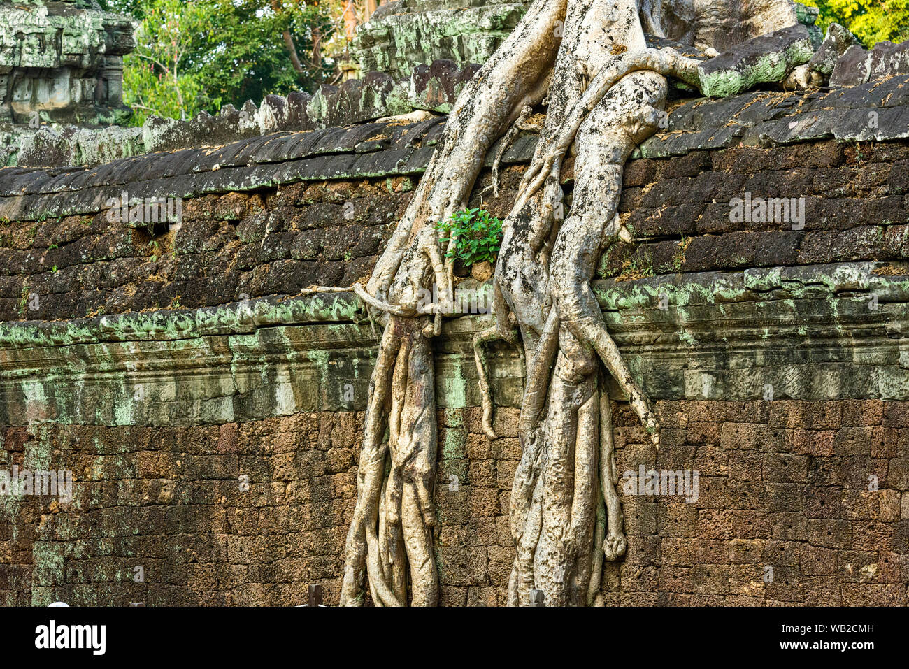 Tetrameles nudiflora is the famous spung tree growing in the Ta Prohm ...